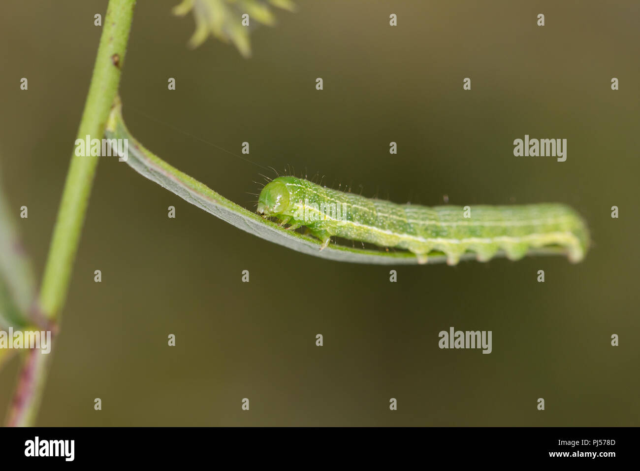 Caterpillar sallow hi-res stock photography and images - Alamy