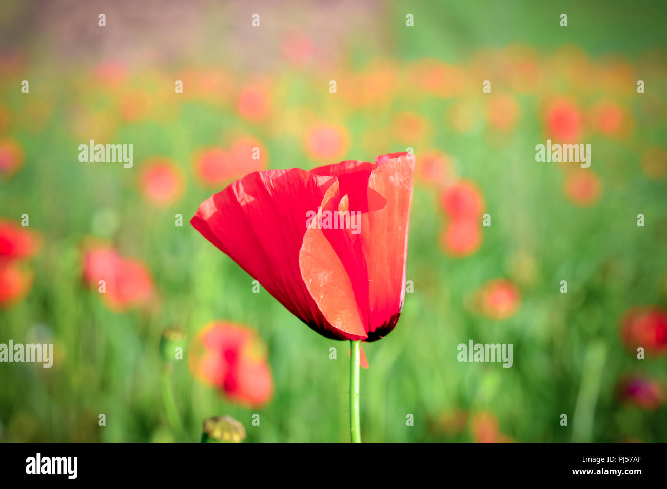 Red poppy in the field Stock Photo - Alamy