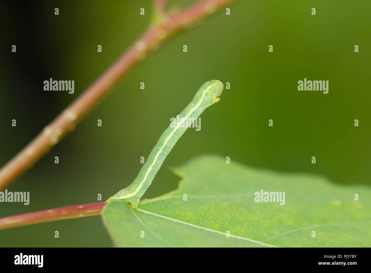 Early tooth striped moth caterpillar Stock Photo - Alamy