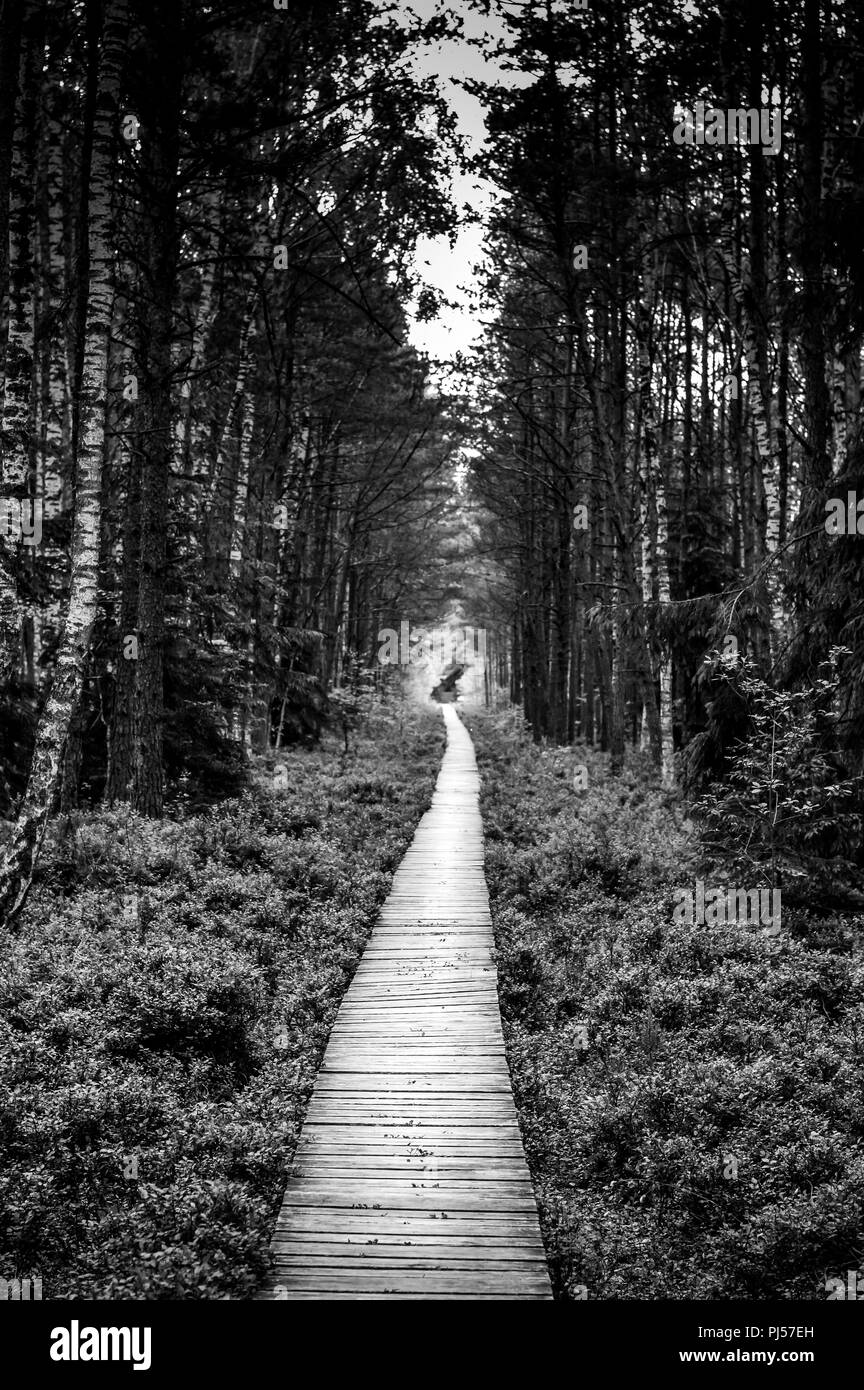 Wooden path in the woods Stock Photo - Alamy