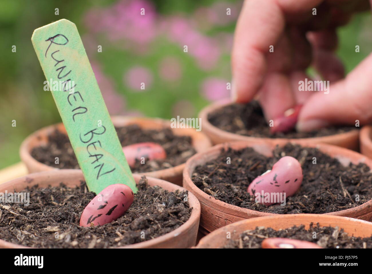 Phaseolus coccineus. Sowing runner bean 'Enorma' seeds into clay pots ...