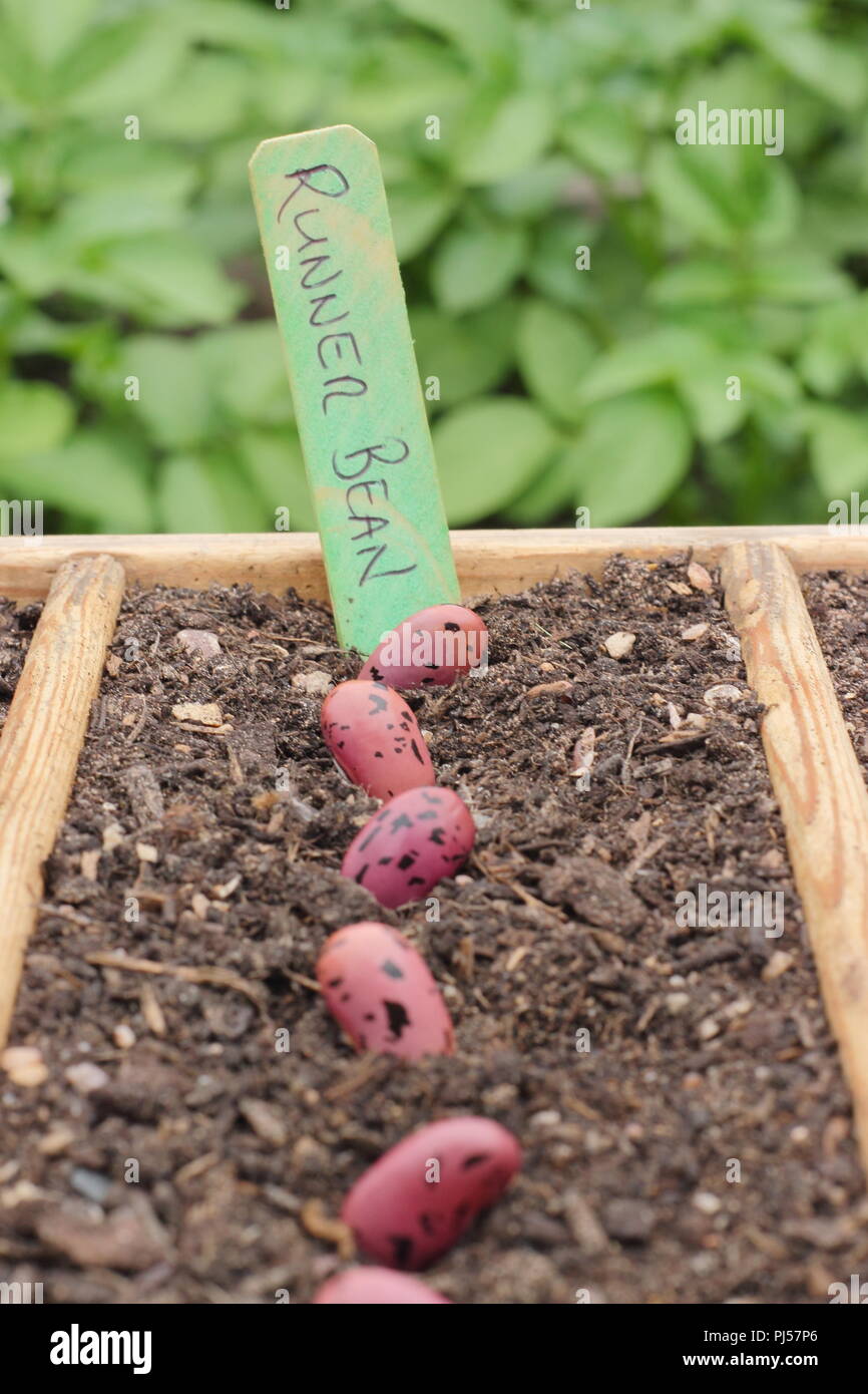 Sowing runner bean seed hi-res stock photography and images - Alamy