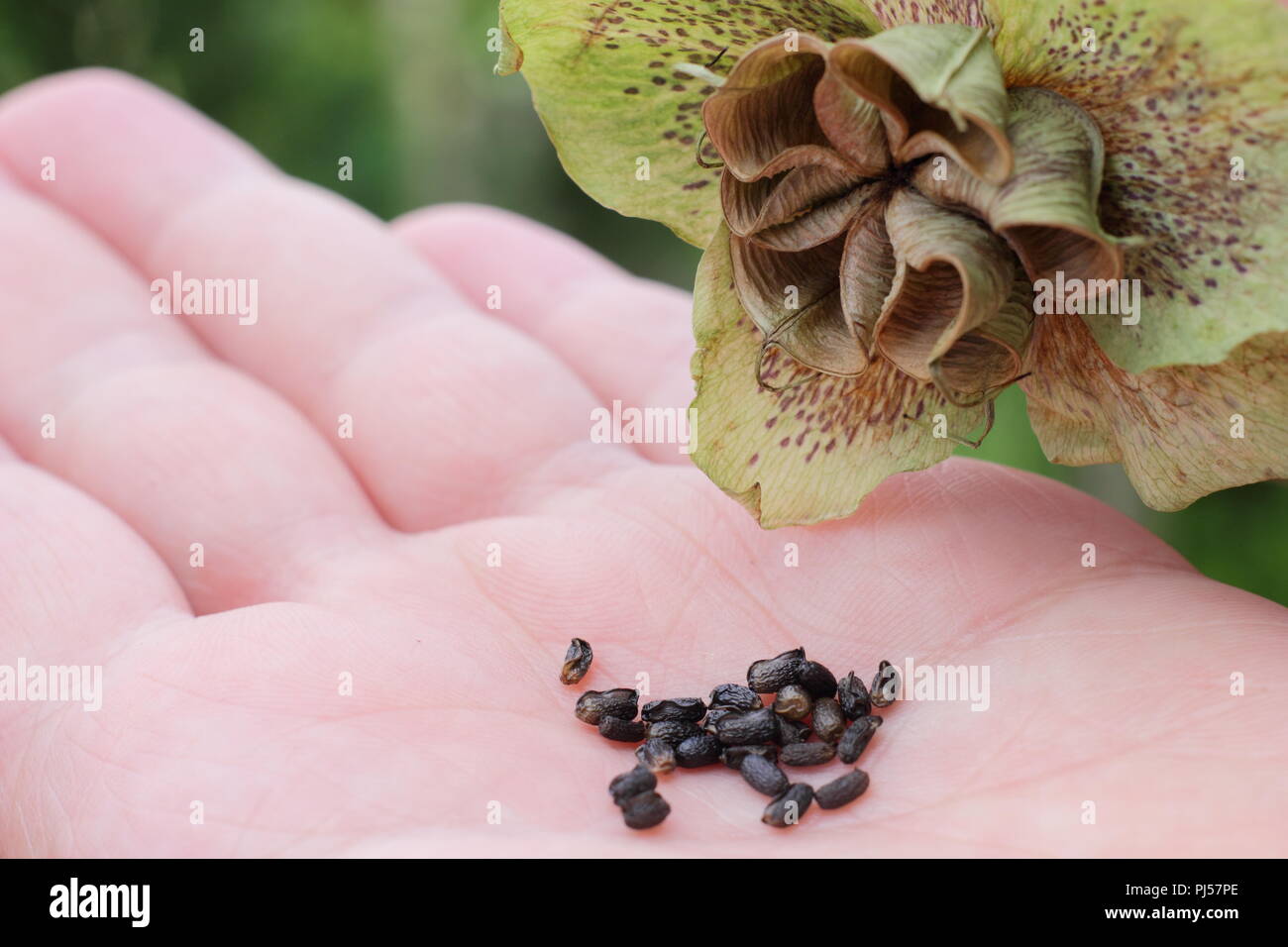 Helleborus hybridus. Gardener collecting hellebore seeds from a dried ...