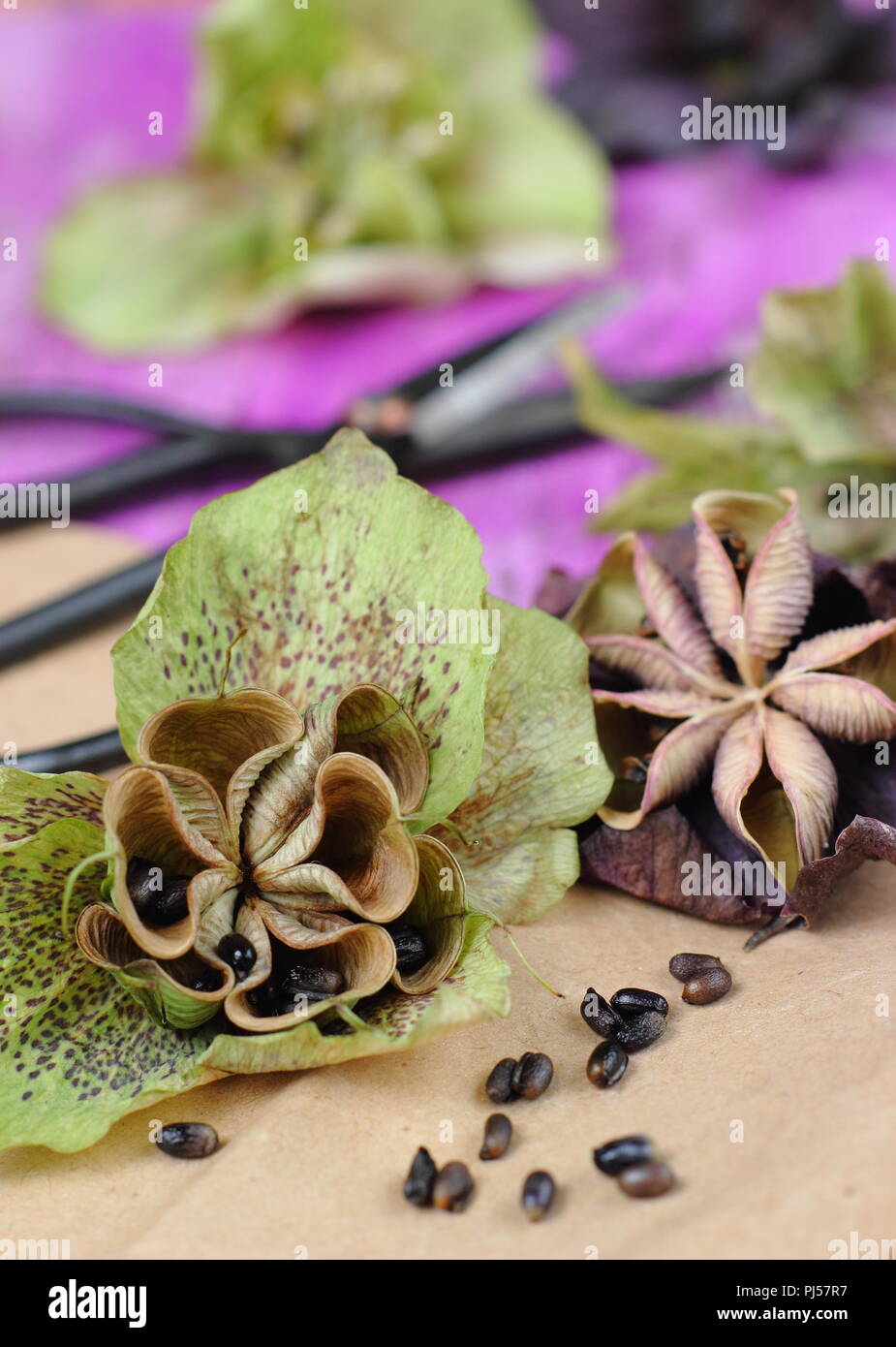 Collecting hellebore seeds hi-res stock photography and images - Alamy