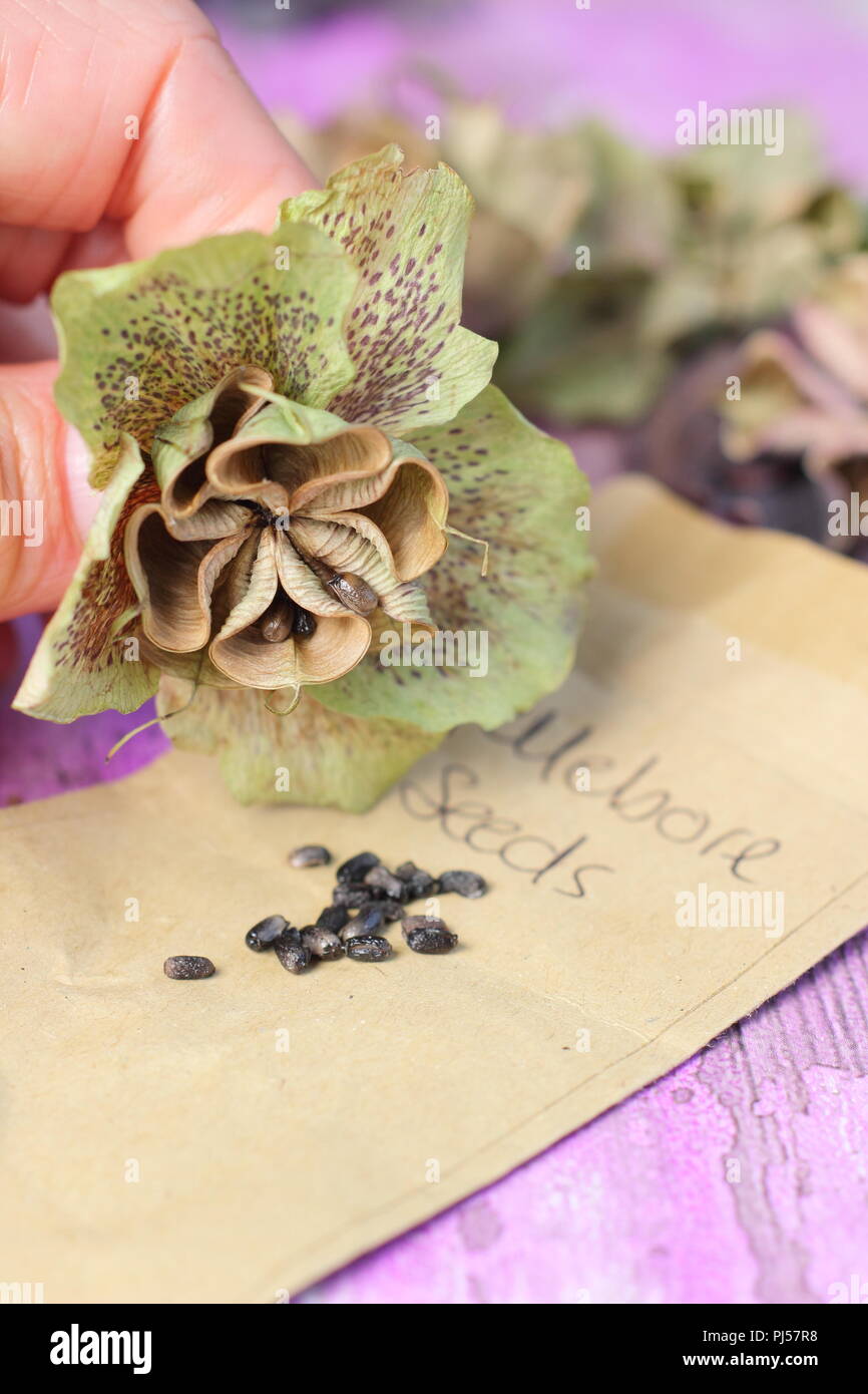 Helleborus hybridus. Gardener collecting hellebore seeds from a dried ...