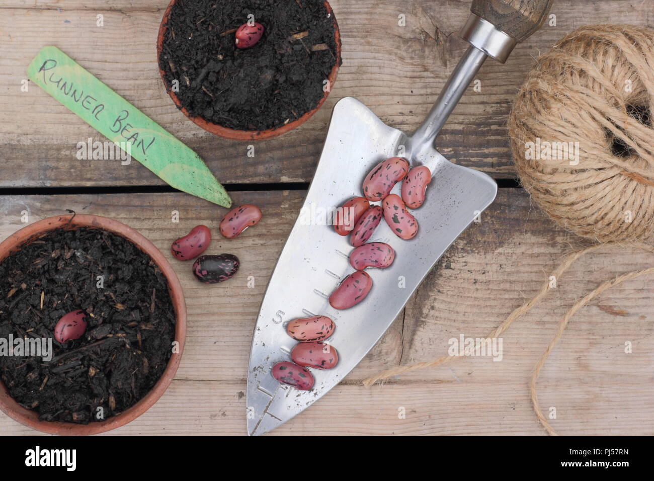 Phaseolus coccineus. Sowing runner bean 'Enorma' seeds in clay pots, UK ...