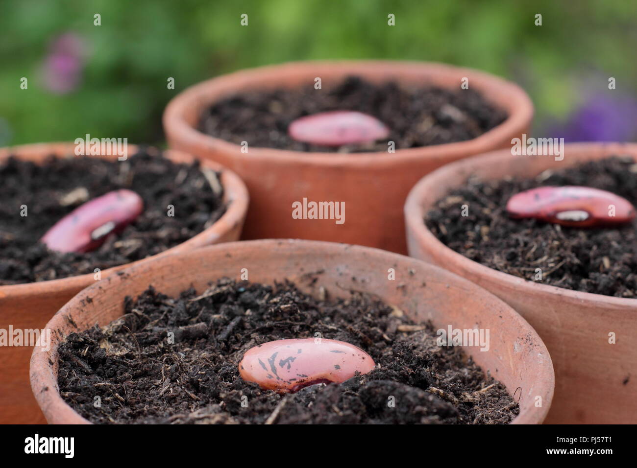 Enorma variety hi-res stock photography and images - Alamy