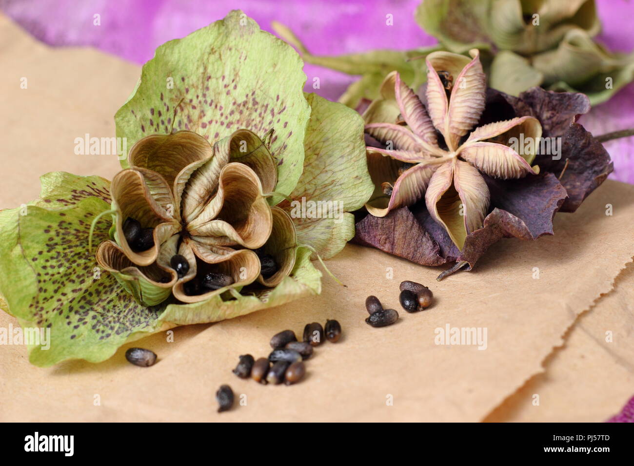 Helleborus hybridus. Saving hellebore seeds from a dried seedhead Stock ...