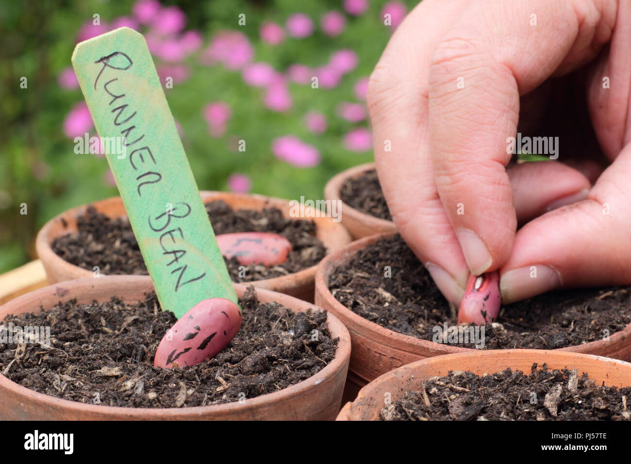 Phaseolus coccineus. Sowing runner bean 'Enorma' seeds into clay pots ...