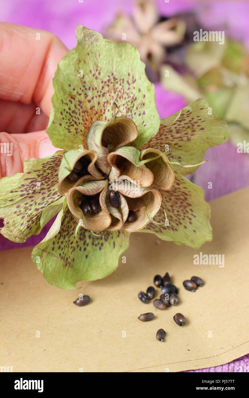 Gardener saving seeds hi-res stock photography and images - Alamy
