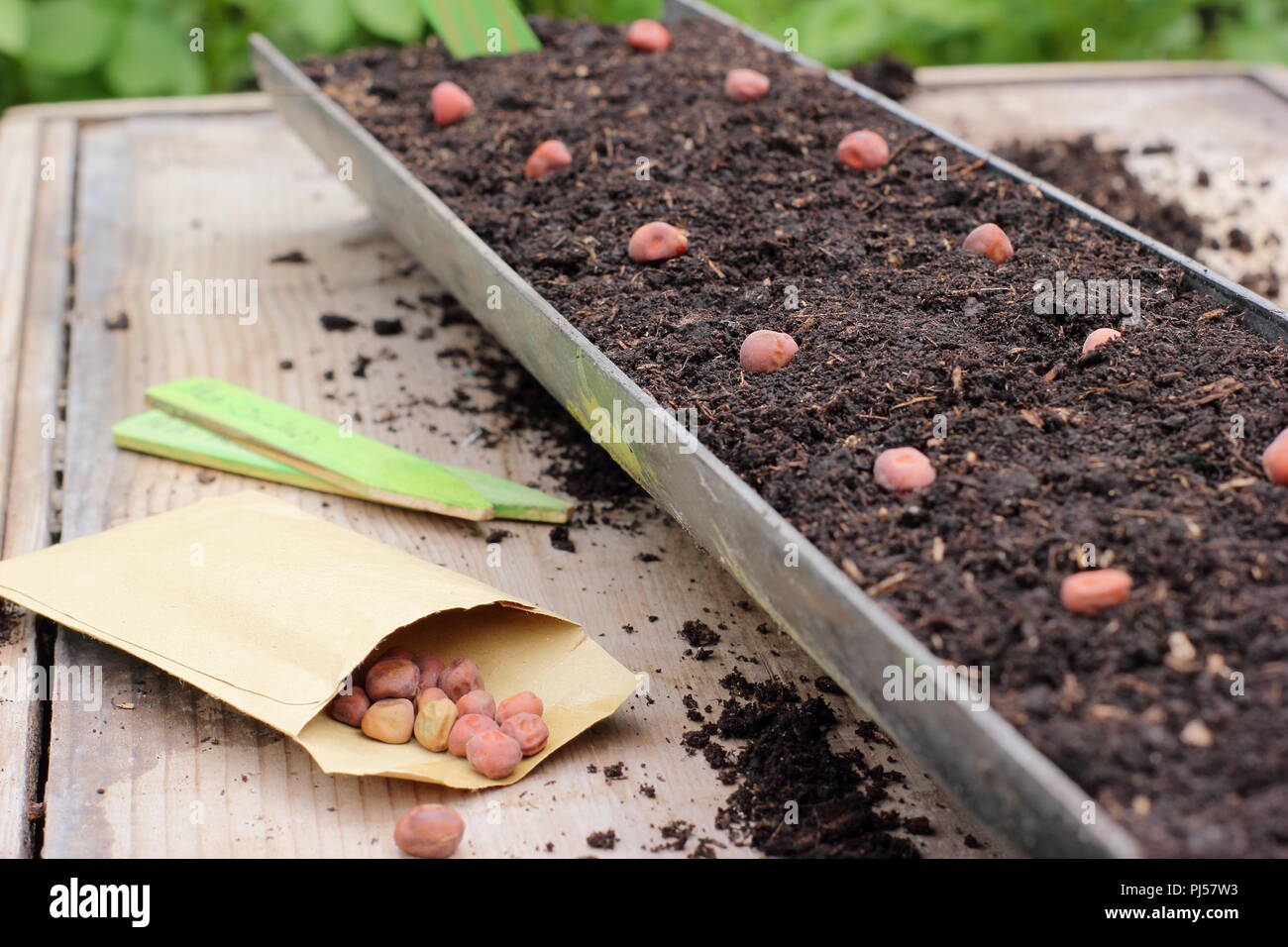 Sowing pea seed hi-res stock photography and images - Alamy