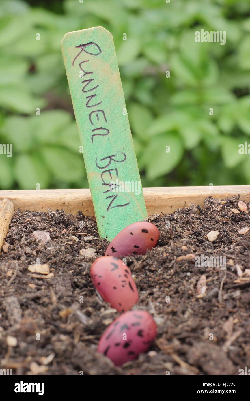 Phaseolus coccineus. Sowing runner bean 'Enorma' seeds in a wooden seed ...