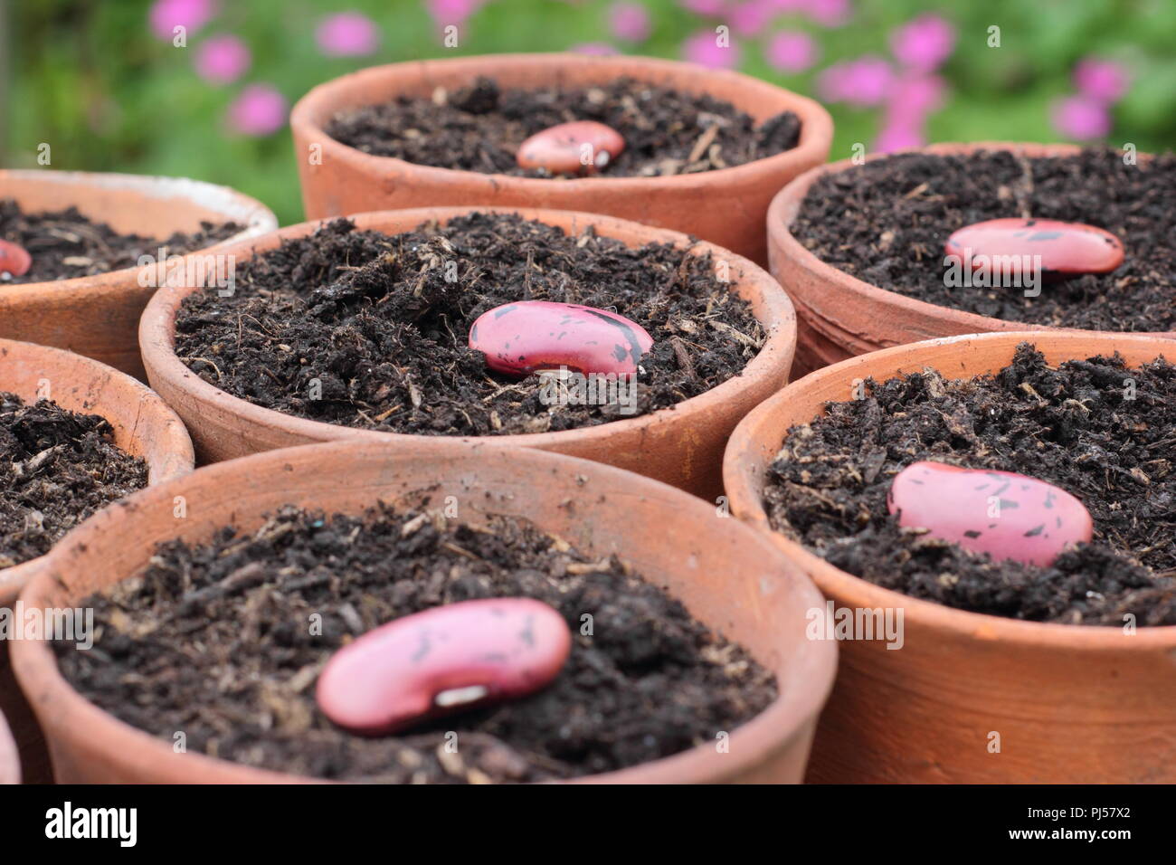 Phaseolus coccineus. Sowing runner bean 'Enorma' seeds in clay pots, UK ...