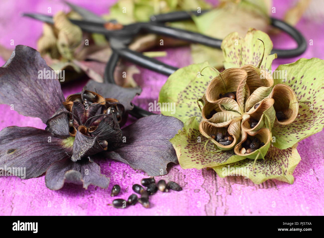 Helleborus hybridus. Saving hellebore seeds from a dried seedhead Stock ...