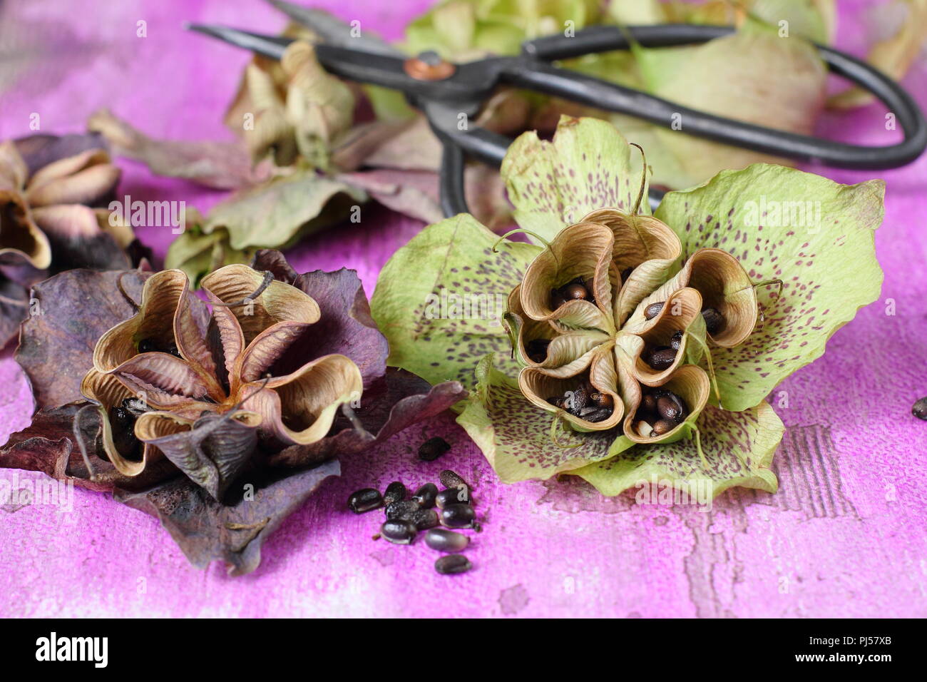 Helleborus hybridus. Saving hellebore seeds from a dried seedhead Stock ...
