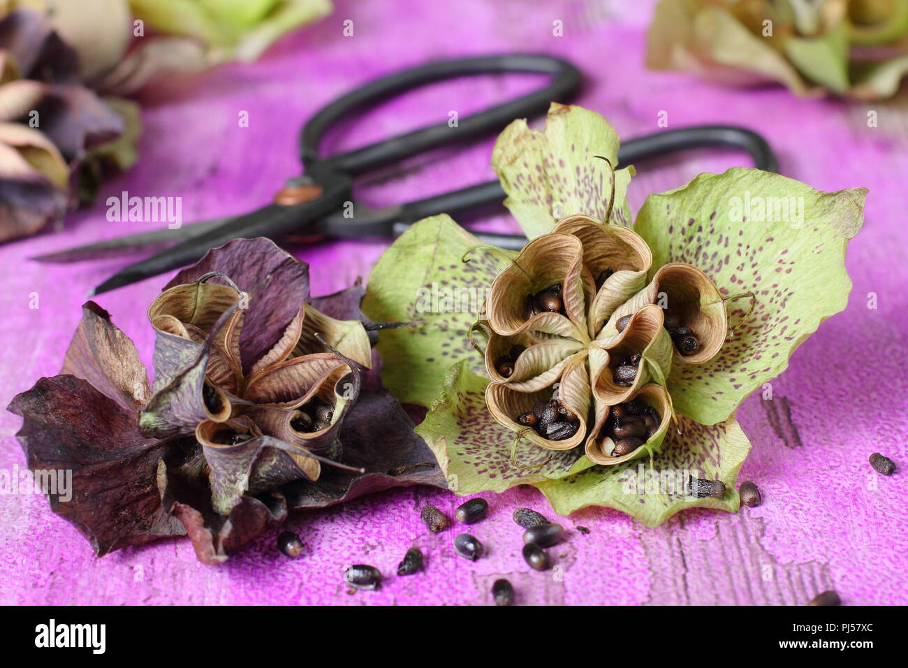 Hellebore Seed Pod High Resolution Stock Photography and Images - Alamy