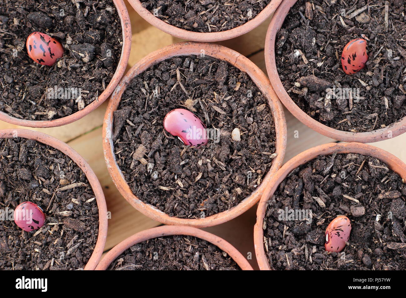 Phaseolus coccineus. Sowing runner bean 'Enorma' seeds in clay pots, UK ...