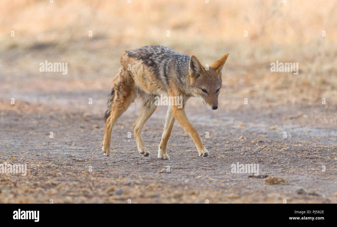 Black backed jackal (Canis mesomelas) walking in the Kalahari, Botswana Stock Photo - Alamy