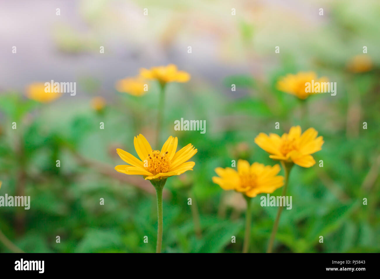 Beautiful yellow daisy flowers, little yellow star in Thailand Stock ...