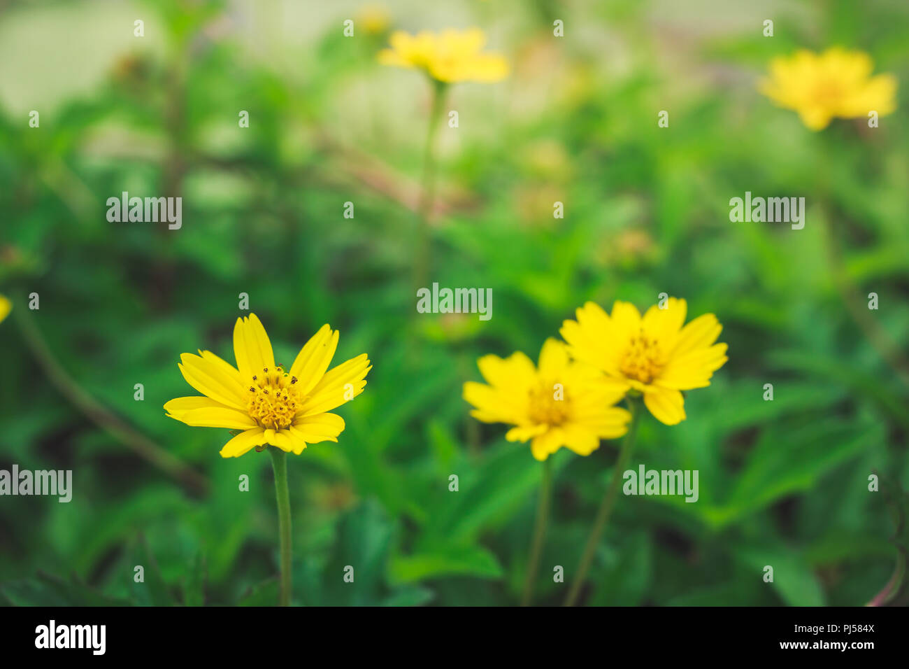 Little yellow star hi-res stock photography and images - Alamy