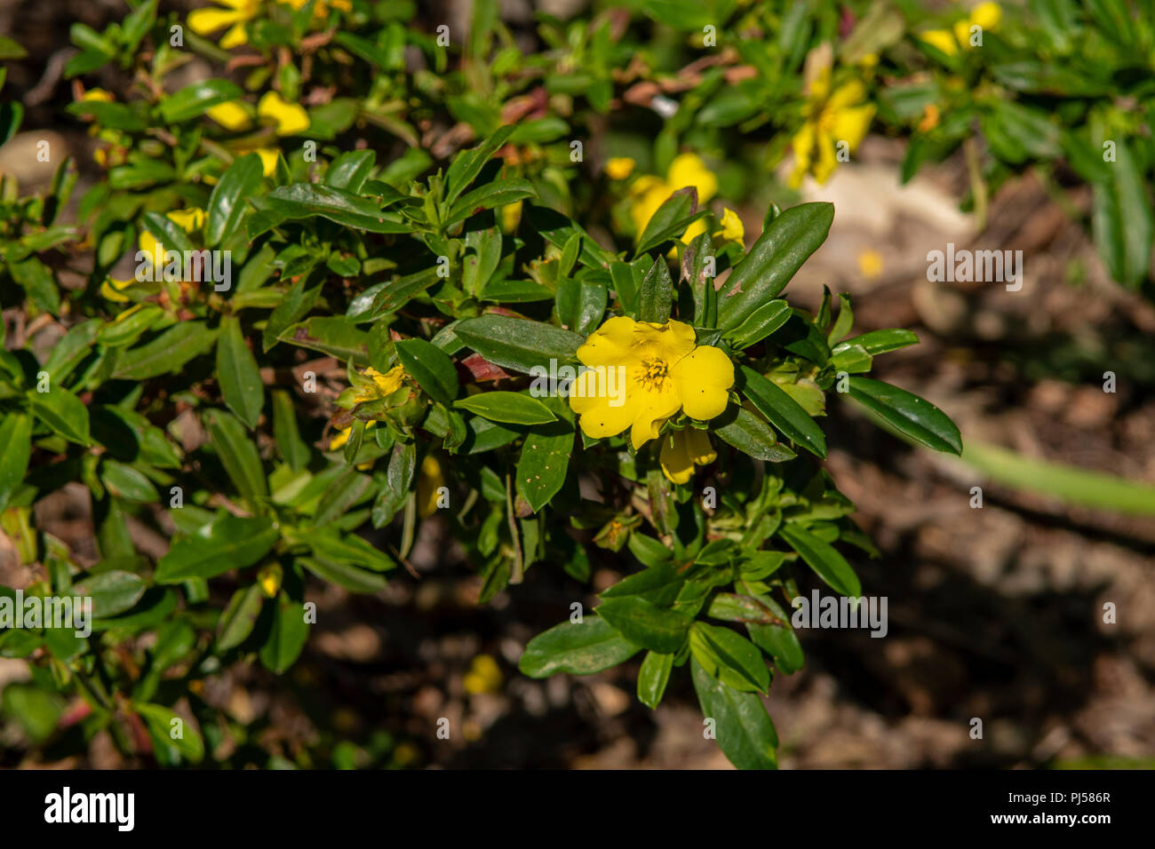 Hibbertia High Resolution Stock Photography and Images - Alamy