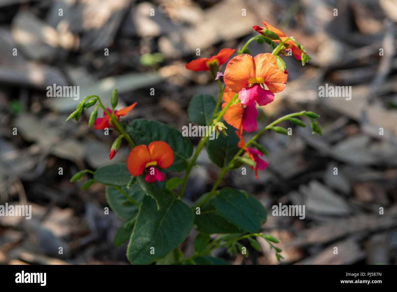 Chorizema cordatum, Heart-leaf Flame Pea Stock Photo - Alamy