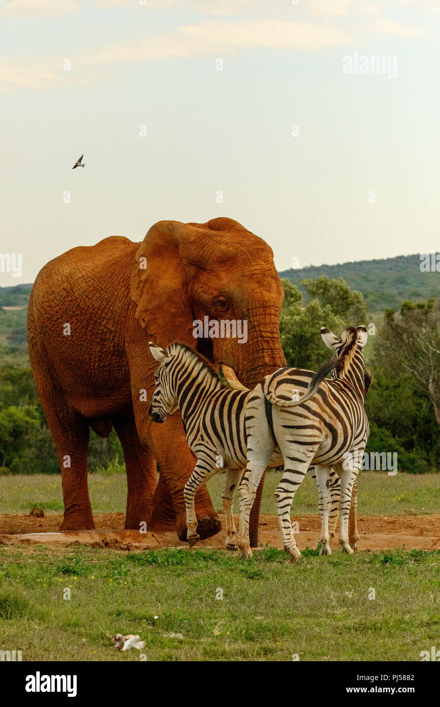 African Elephants And Zebras High Resolution Stock Photography and ...