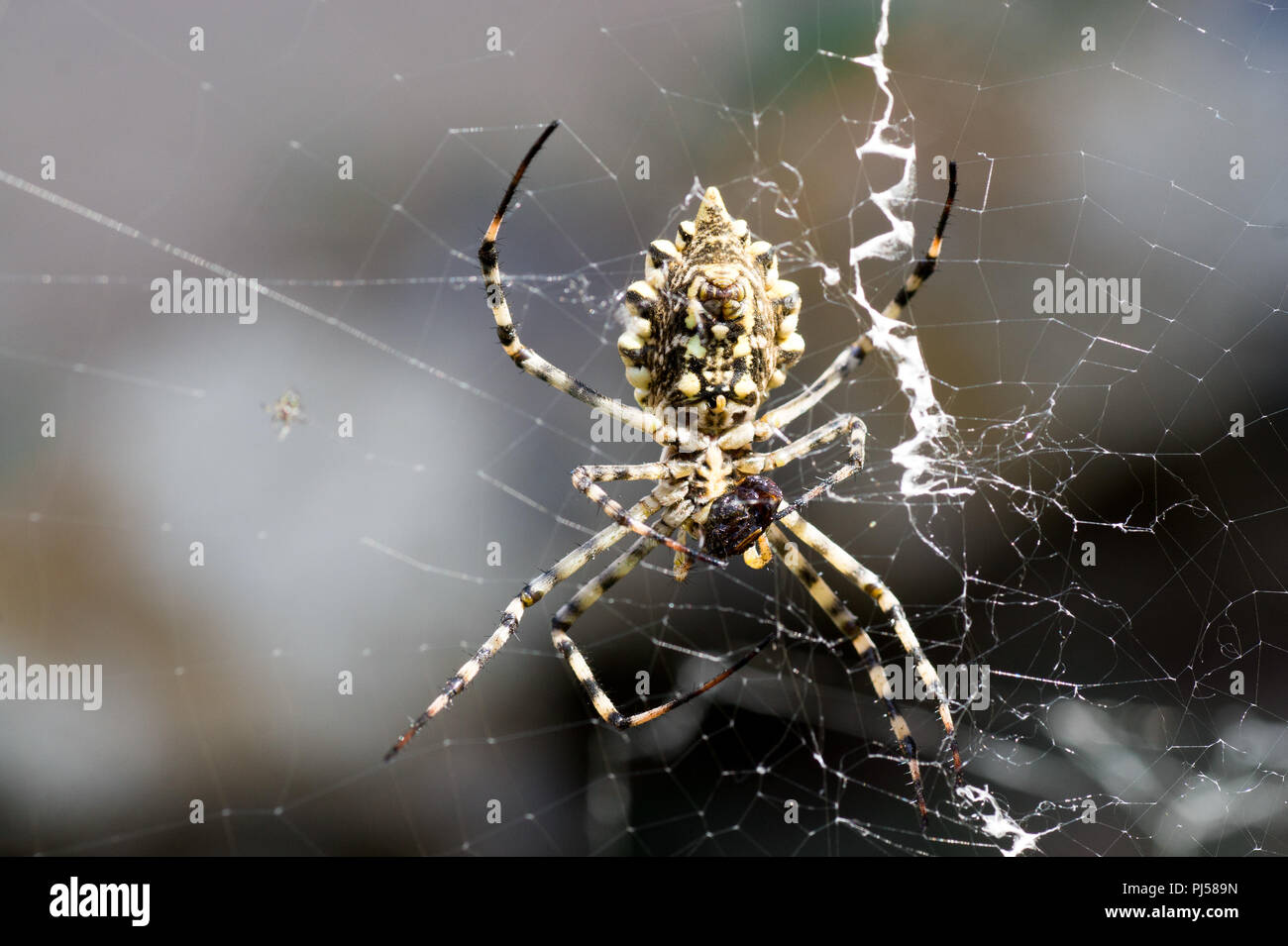 A terrible poisonous spider Argiope lobata a female sitting next to the ...