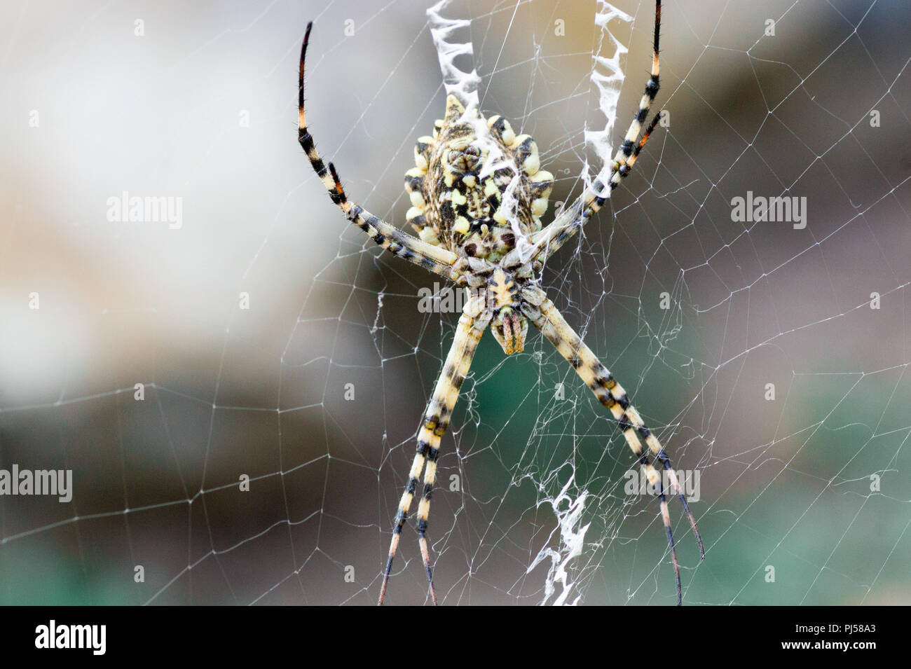 A terrible poisonous spider Argiope lobata a female sitting next to the ...