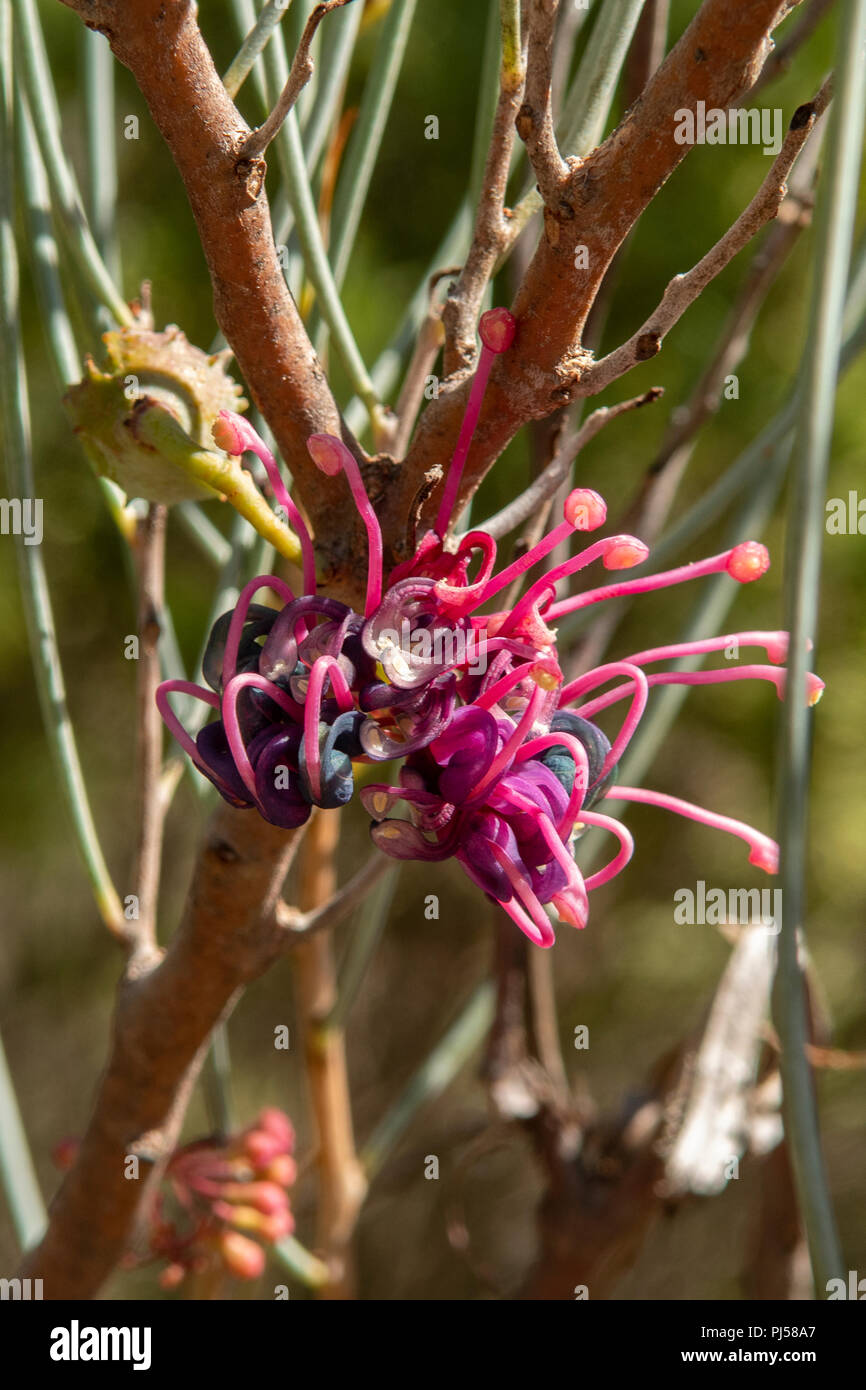 Hakea australian native flora hi-res stock photography and images - Alamy