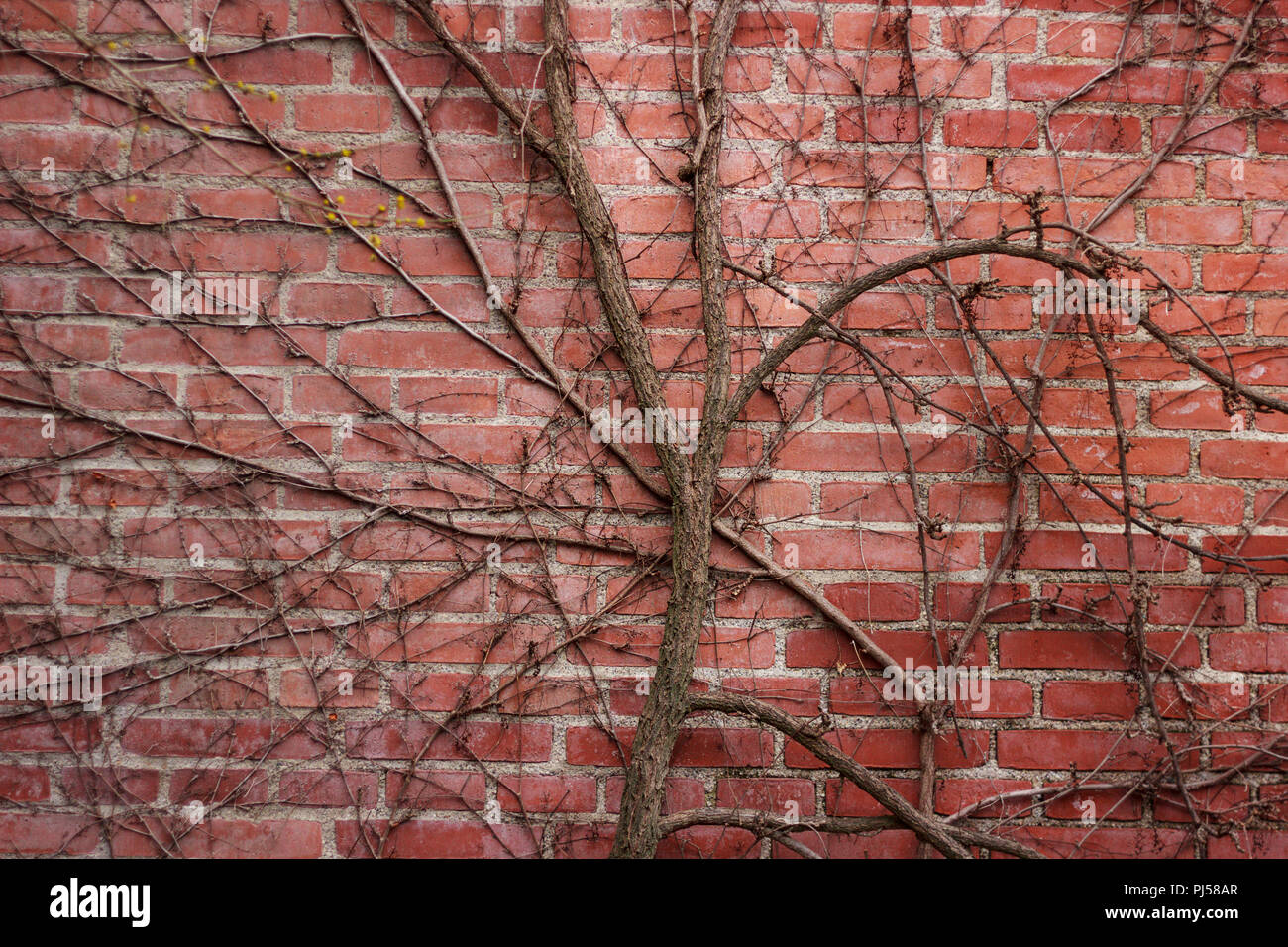 Tree branches covering red wall Stock Photo - Alamy