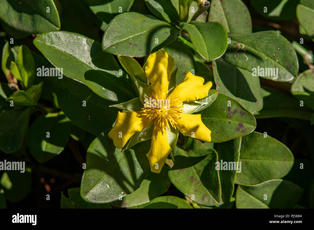 Guinea Flower High Resolution Stock Photography and Images - Alamy