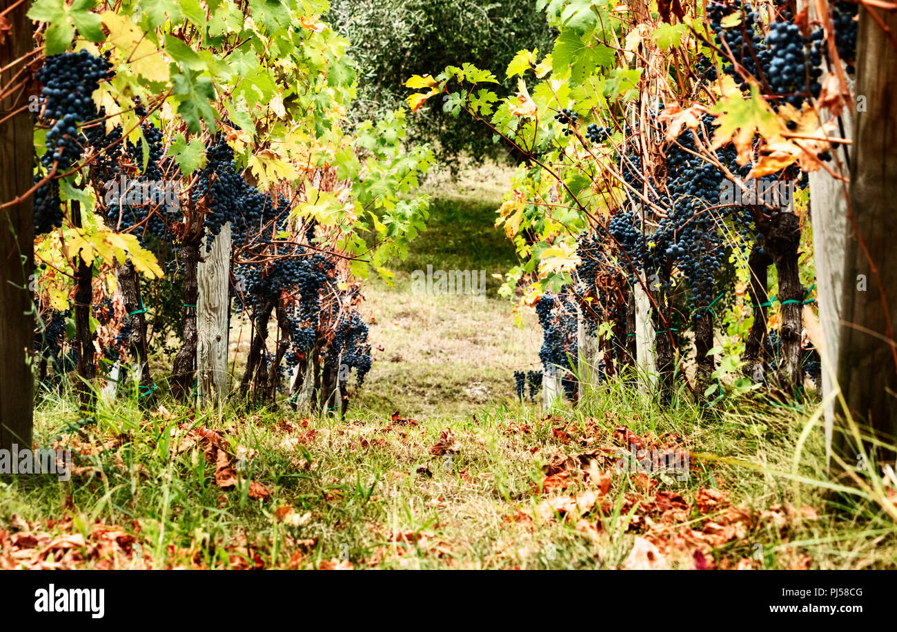 Healthy grapevines hi-res stock photography and images - Alamy
