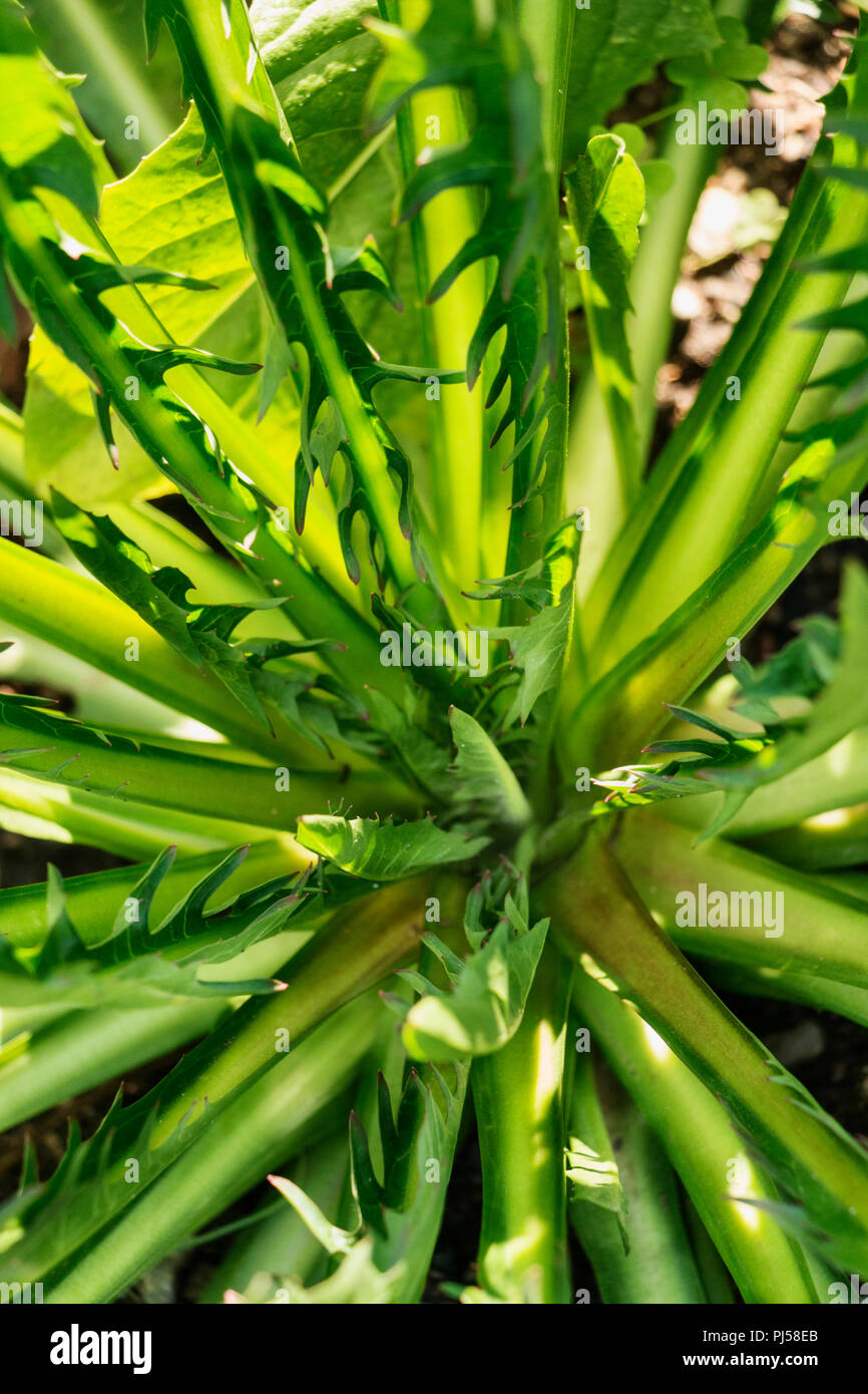 A fantastic chicory plant in the vegetable garden in a bright sunny day ...