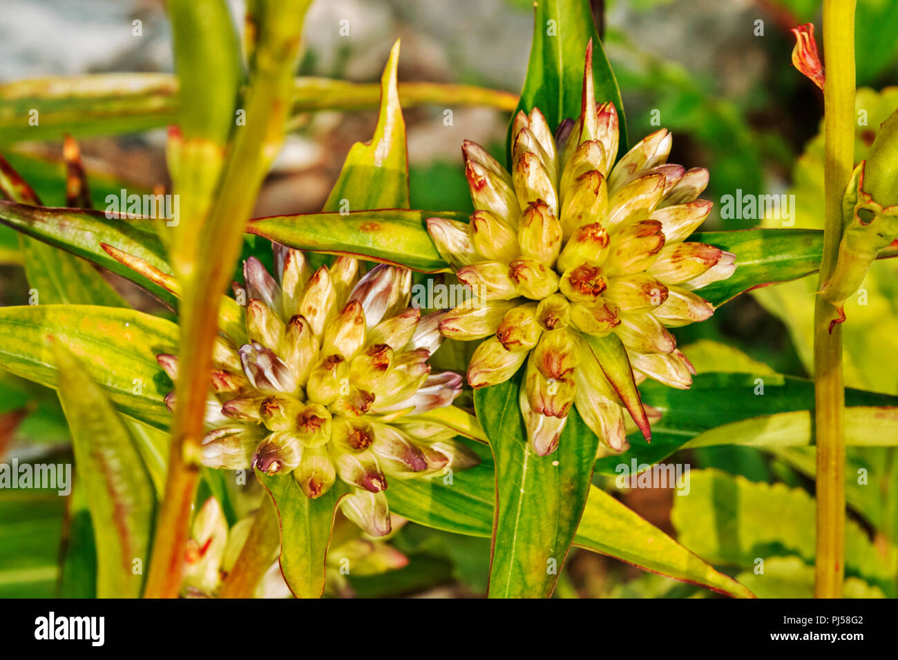 Beautiful gentiana flowers , yellow-red colors , fantastic flower shape ...