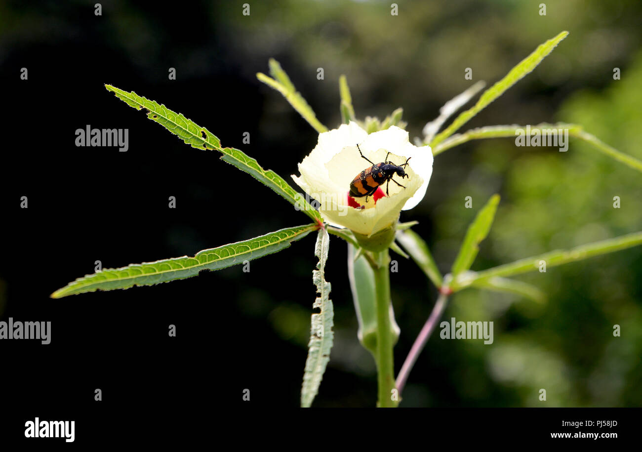 A beautiful bug eating Ladiesfinger Flower Stock Photo - Alamy