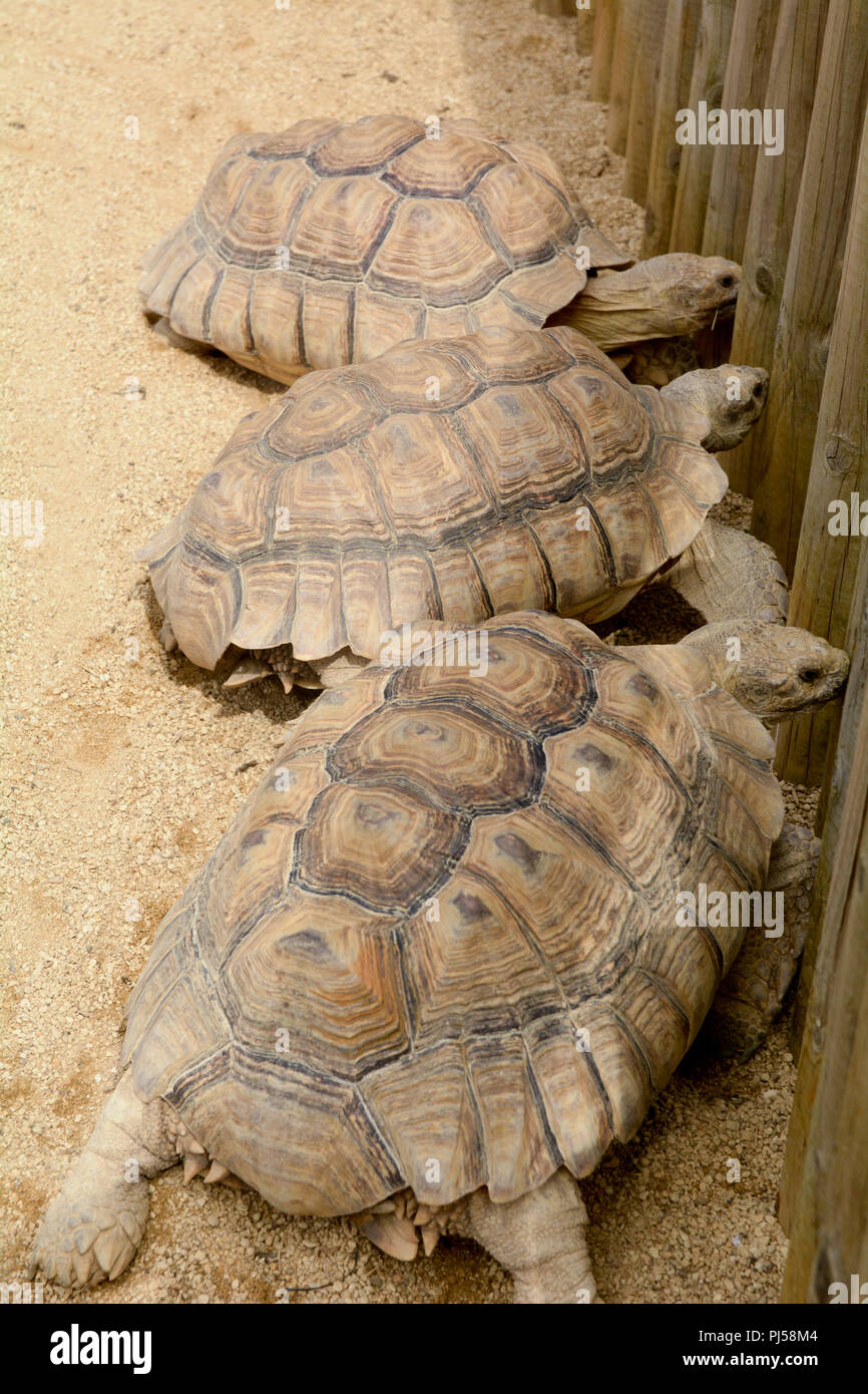 Large tortoise in enclosure hi-res stock photography and images - Alamy