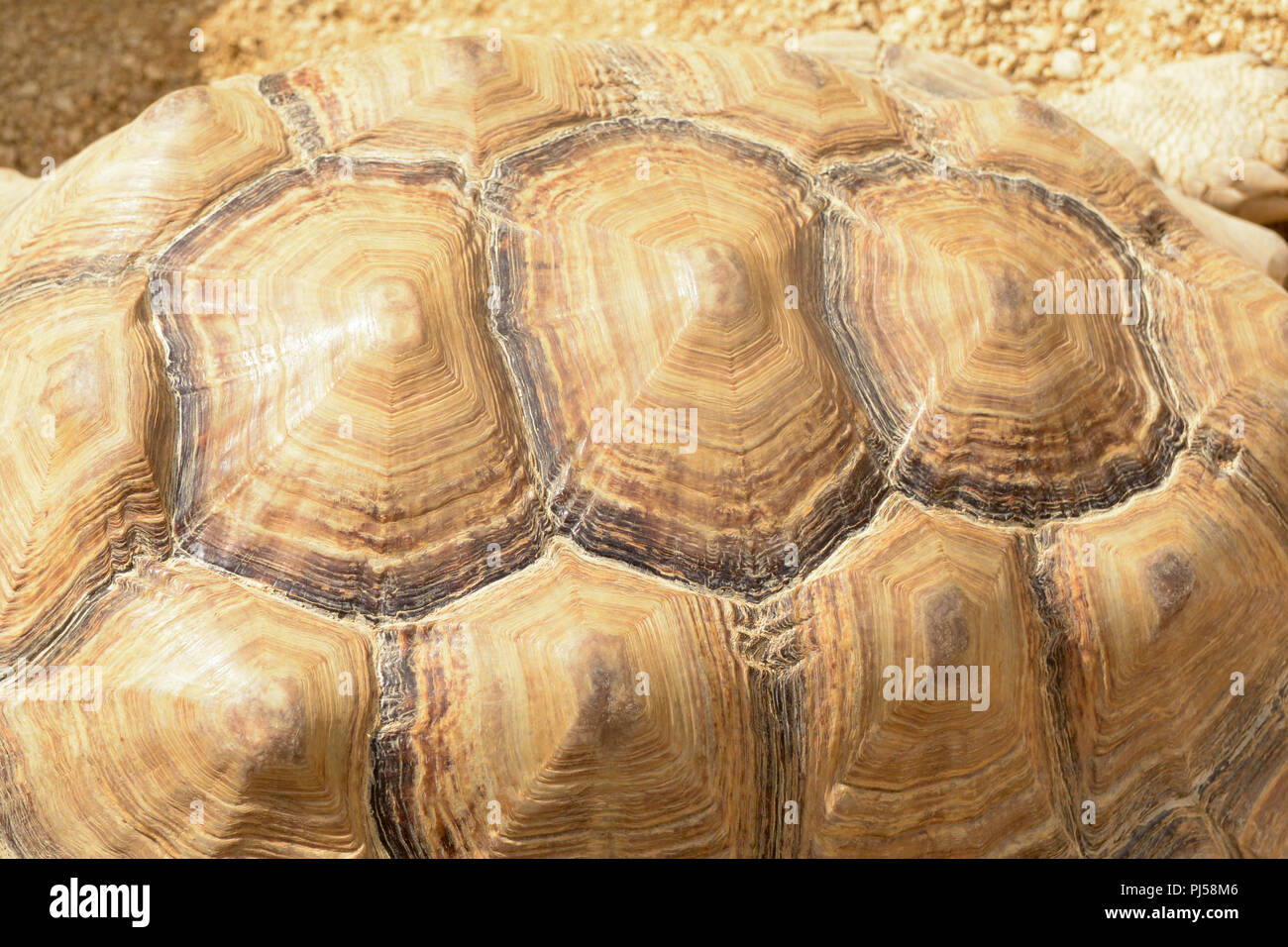 Large tortoise in enclosure Stock Photo - Alamy