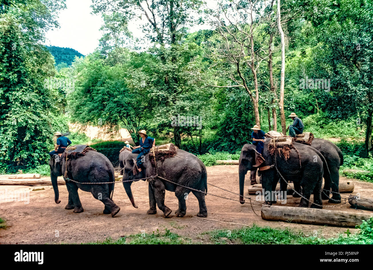 Elefanti tronchi hi-res stock photography and images - Alamy