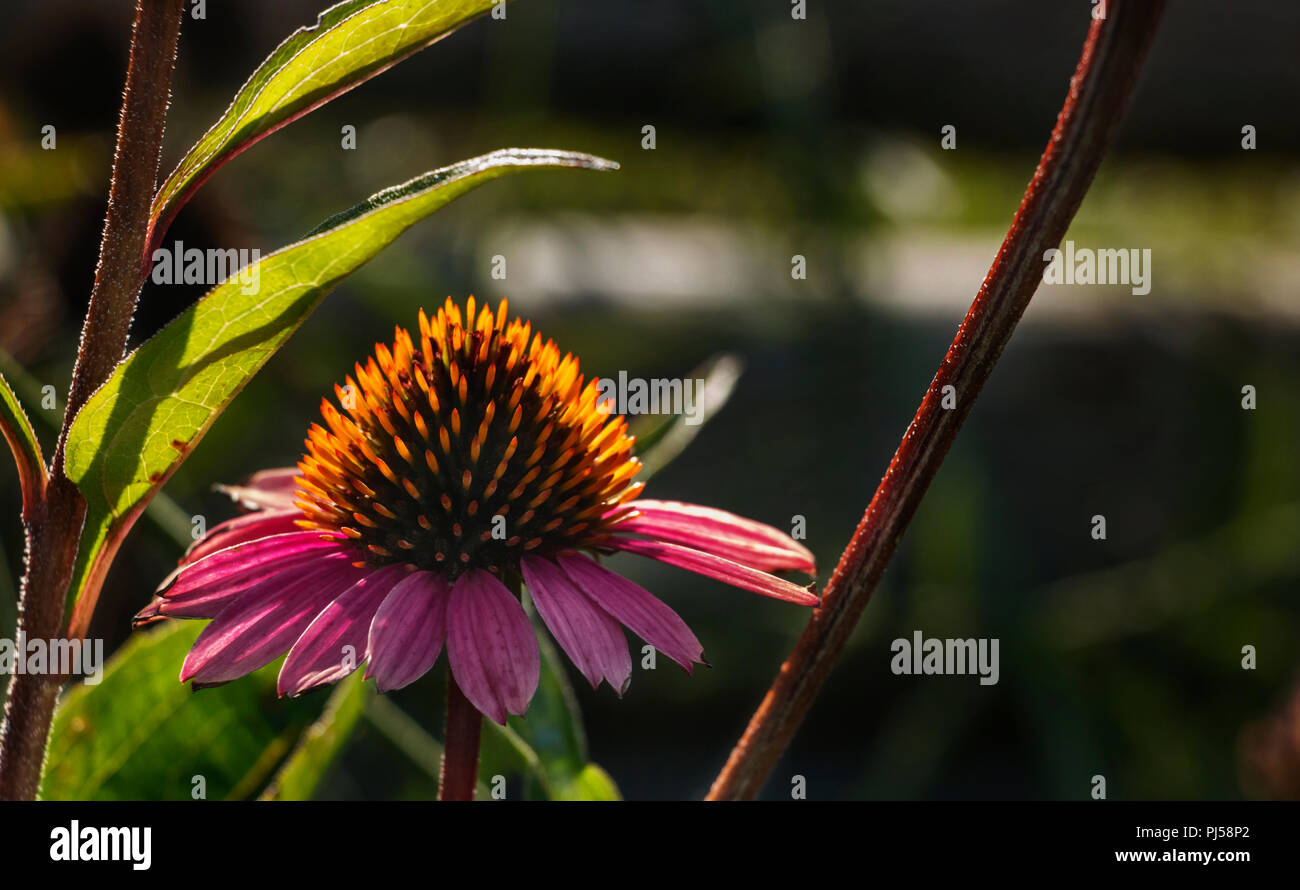 Impressive purple coneflower close-up backlighted, cone-shaped flower ...