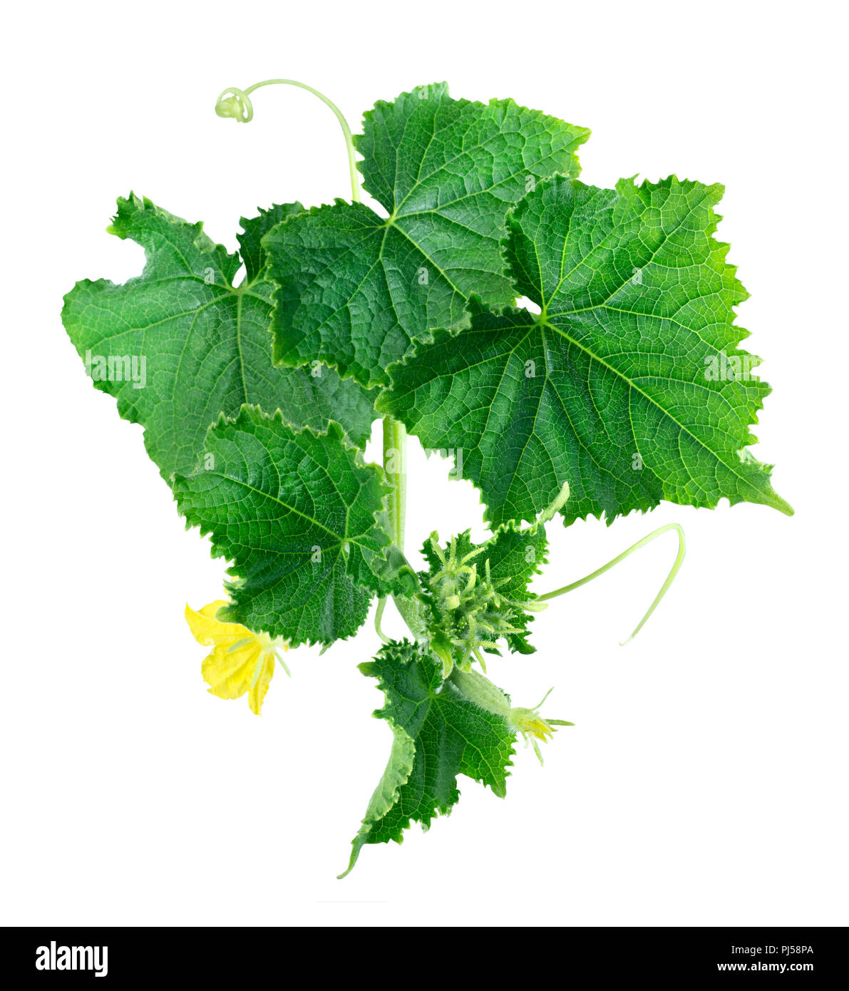 Cucumber leaves hi-res stock photography and images - Alamy