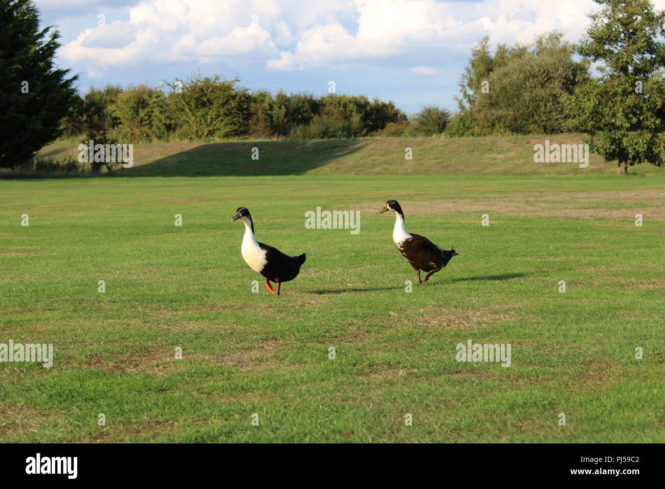 Ducks walk across golf course Stock Photo - Alamy
