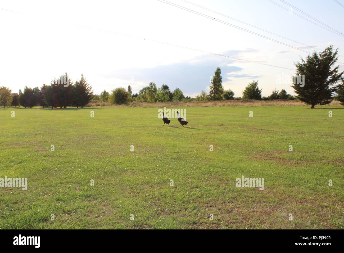 Ducks walk across golf course Stock Photo - Alamy