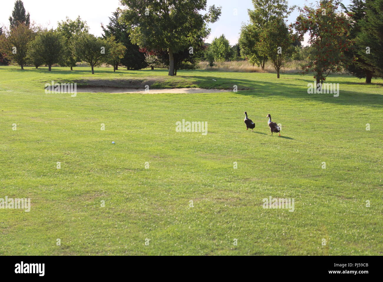 Ducks walk across golf course Stock Photo - Alamy