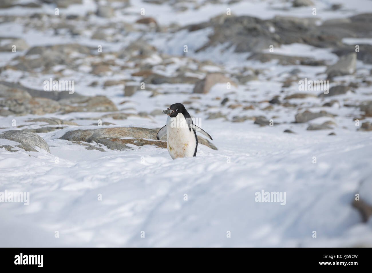 Adelie penguin carrying a rock for a nest. Shirley island, Antarctica ...
