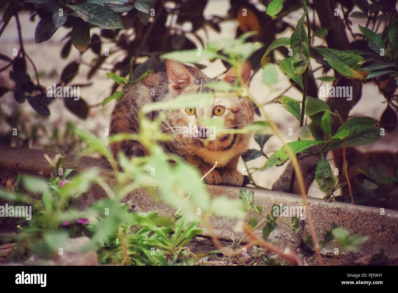The baghdad zoo hi-res stock photography and images - Alamy