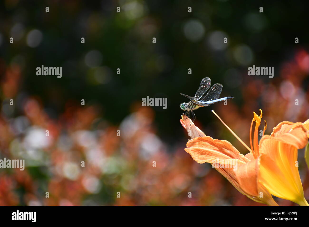 Dragon day hi-res stock photography and images - Alamy