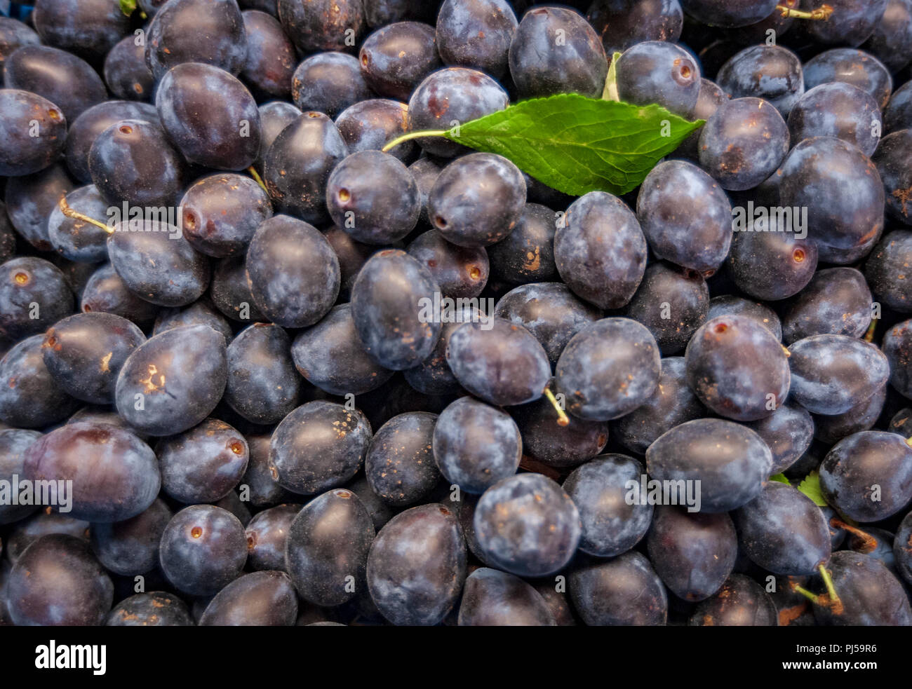 Damson tree hi-res stock photography and images - Alamy