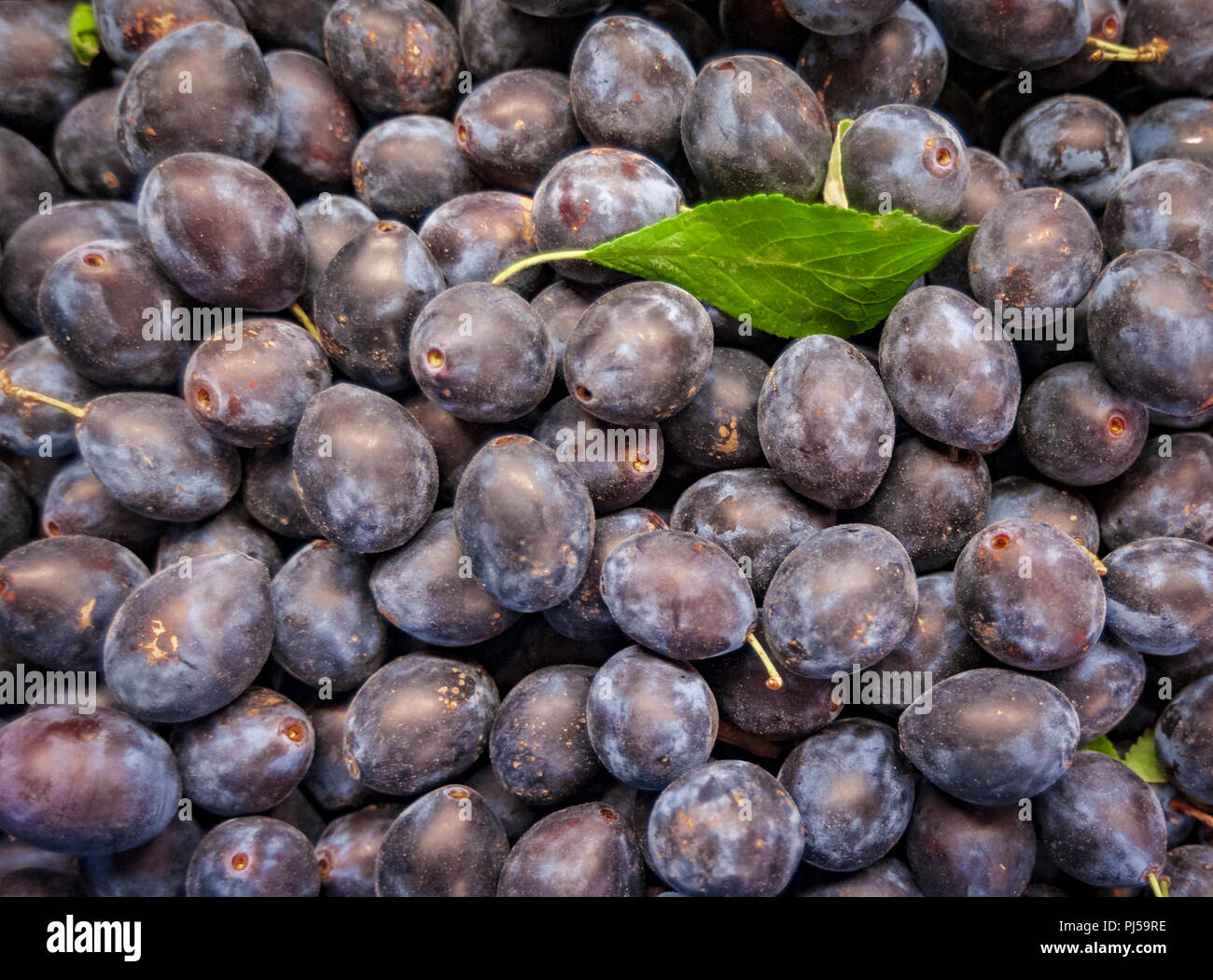 Damson day hi-res stock photography and images - Alamy