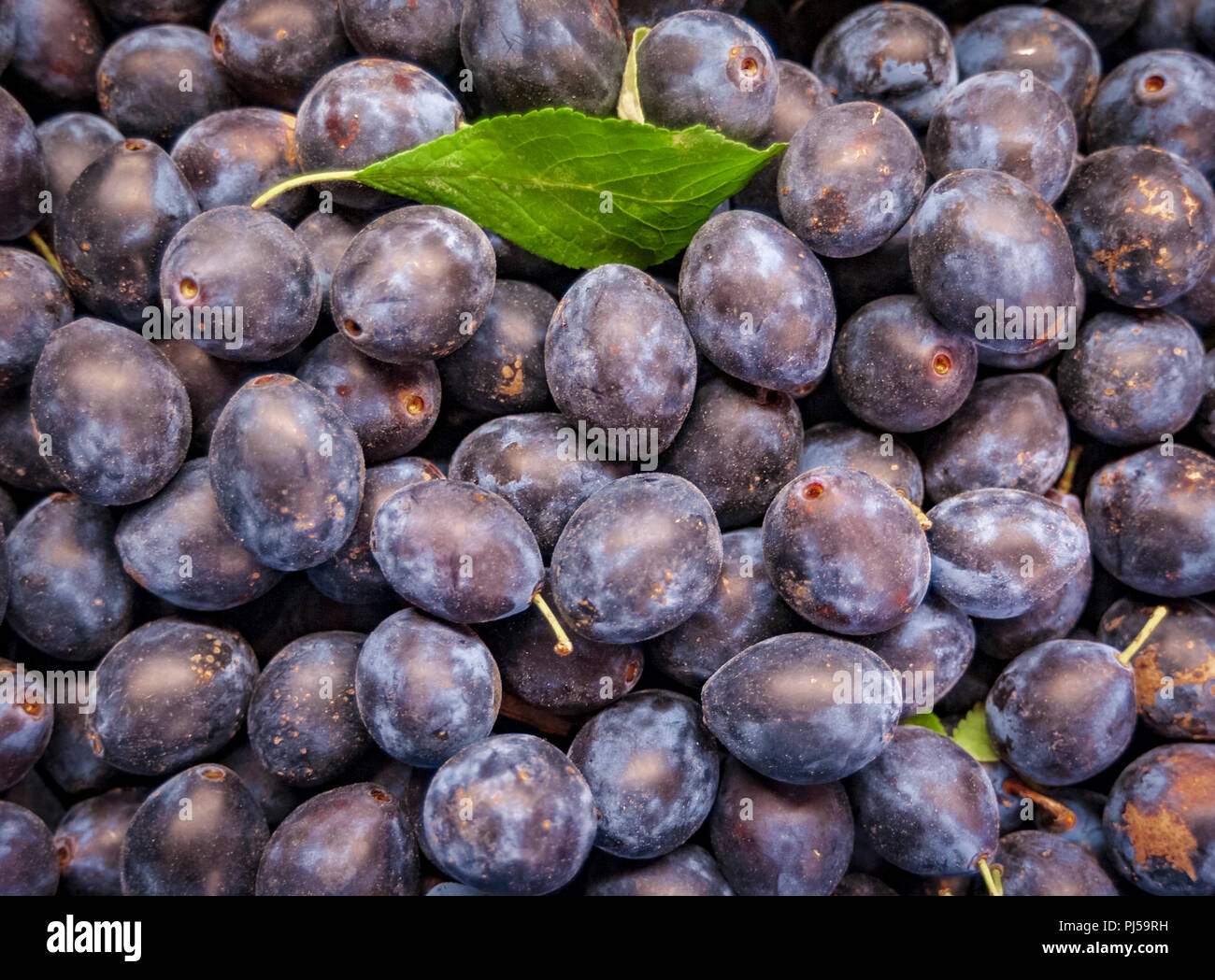 Damson tree hi-res stock photography and images - Alamy